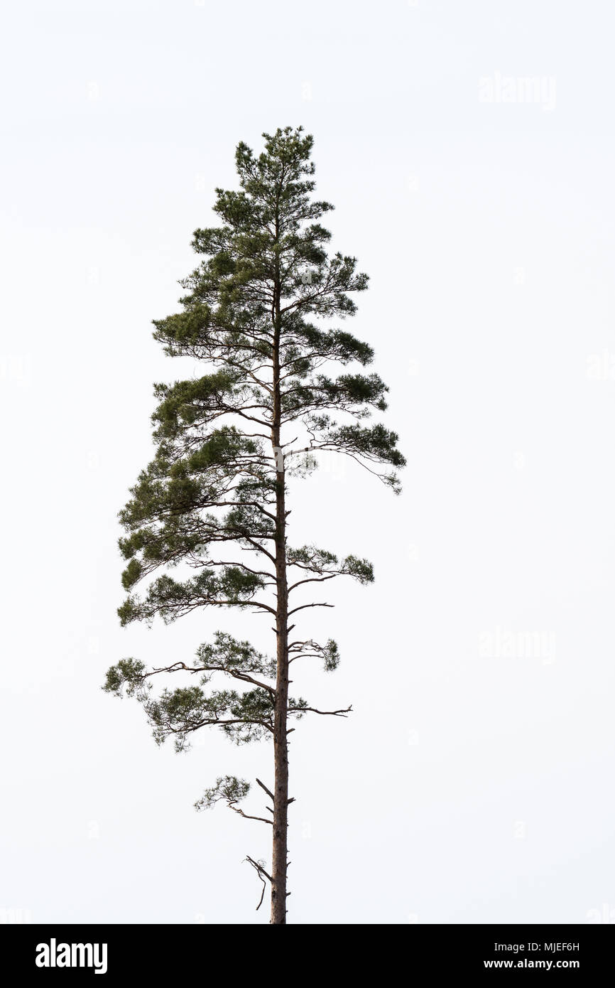 Single growing pine tree by a white background Stock Photo - Alamy
