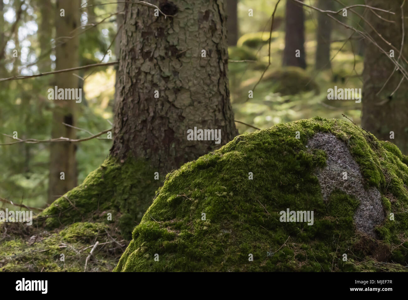 Moss covered rock in a beautiful coniferous forest Stock Photo - Alamy
