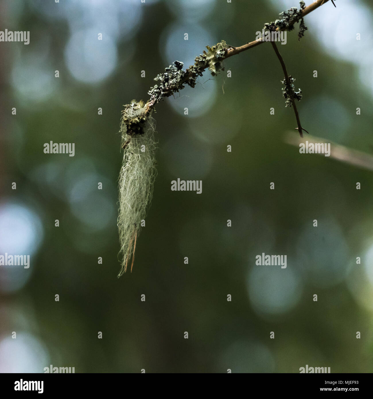 Beard moss hi-res stock photography and images - Alamy