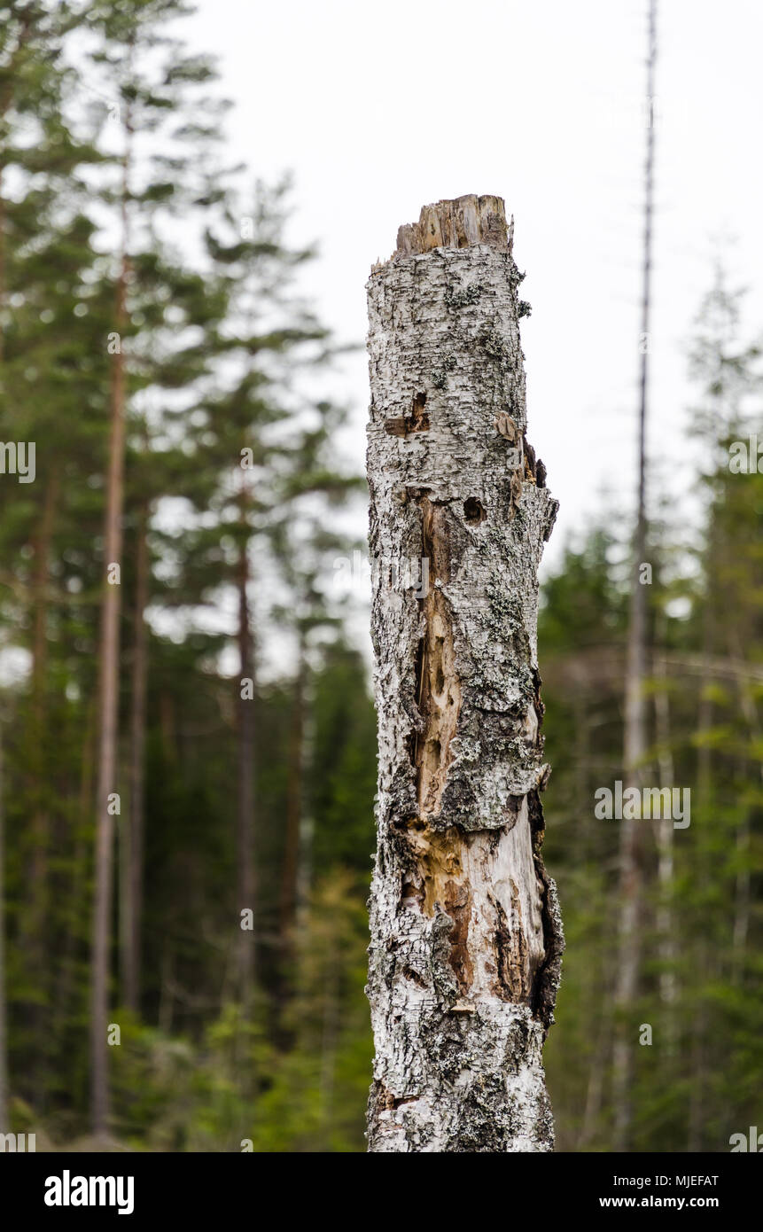 Old rotten birch stump in a coniferous forest Stock Photo - Alamy