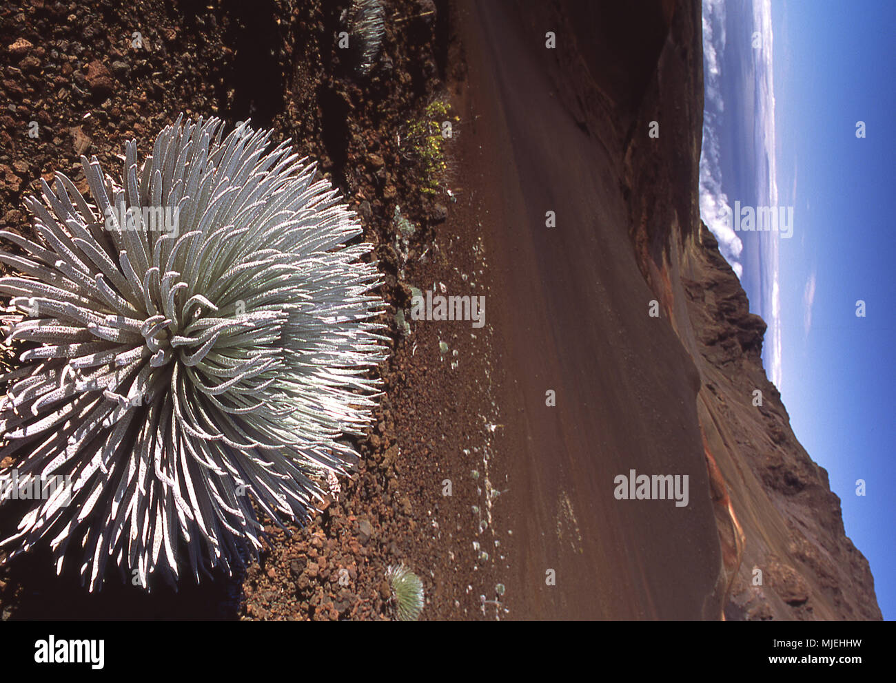 Silver sword plant hi-res stock photography and images - Alamy