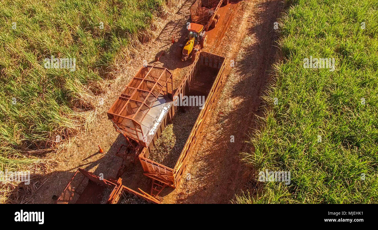 Aerial sugar cane plantation hi-res stock photography and images - Alamy
