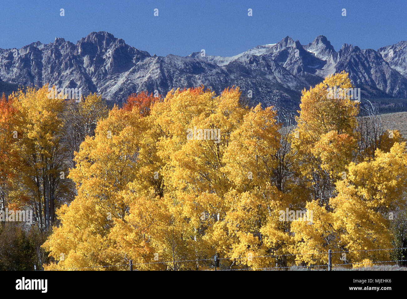 Fall Colors and the Sawtooth Mountains in Idaho Stock Photo - Alamy