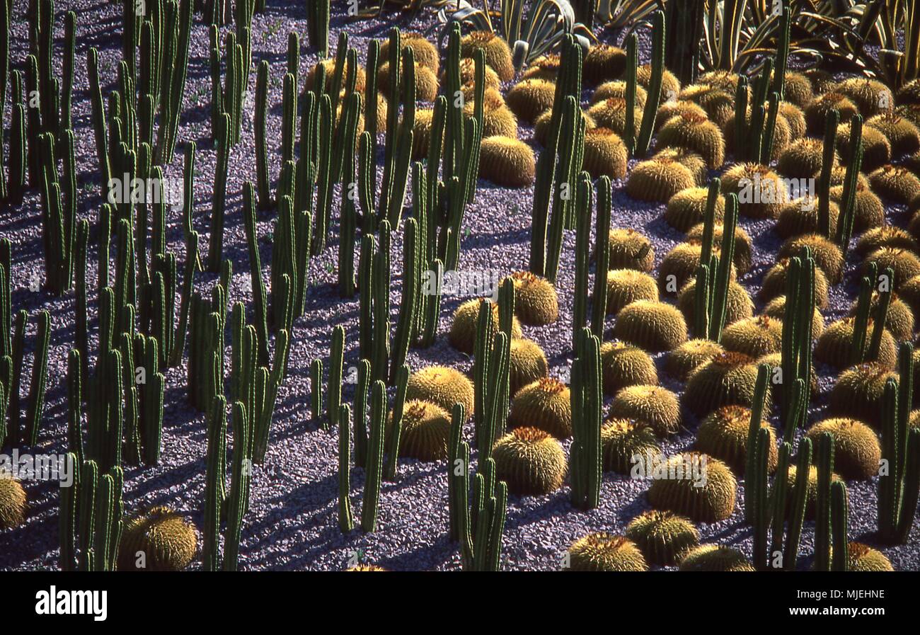 Getty museum cactus hi-res stock photography and images - Alamy