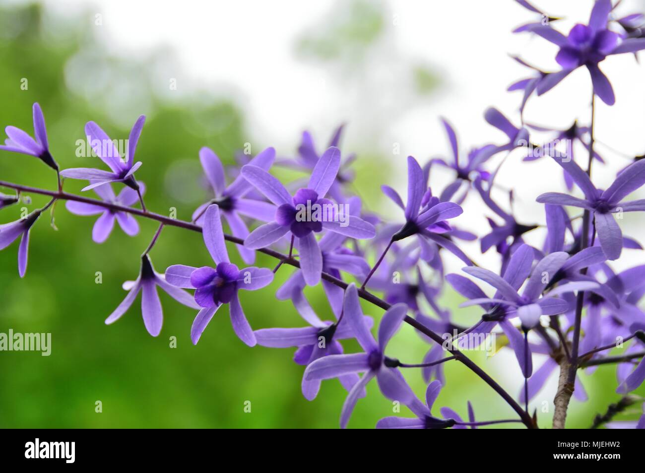 Purple Flowers in Spring Stock Photo - Alamy