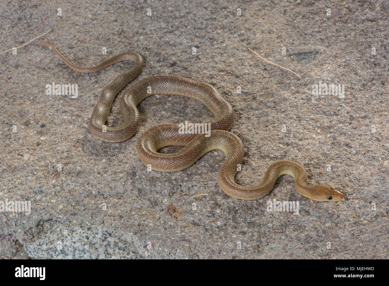 Baja California Ratsnake (Bogertophis rosaliae) from Baja California ...