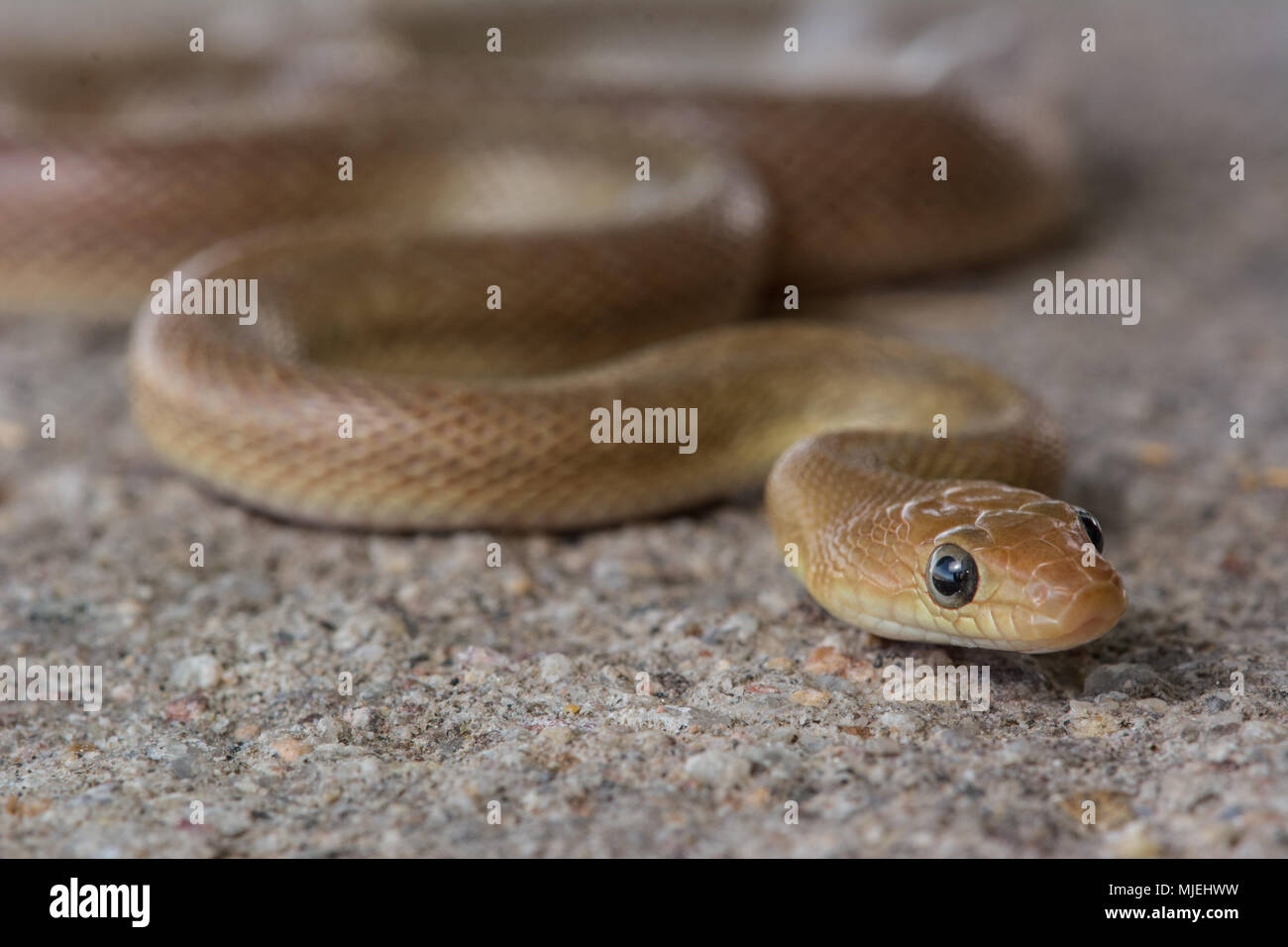 Baja California Ratsnake (Bogertophis rosaliae) from Baja California ...