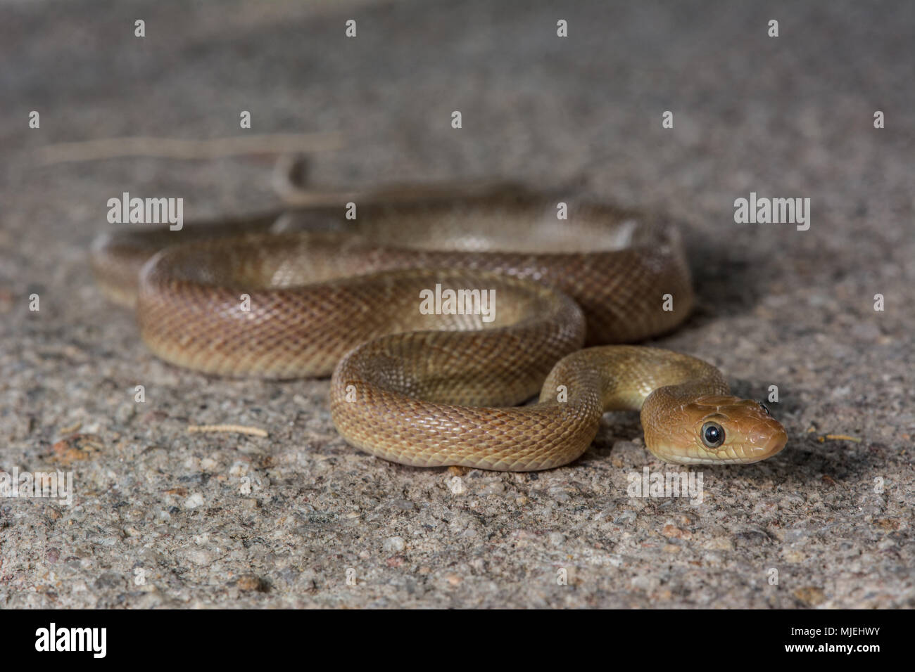 Baja California Ratsnake (Bogertophis rosaliae) from Baja California ...