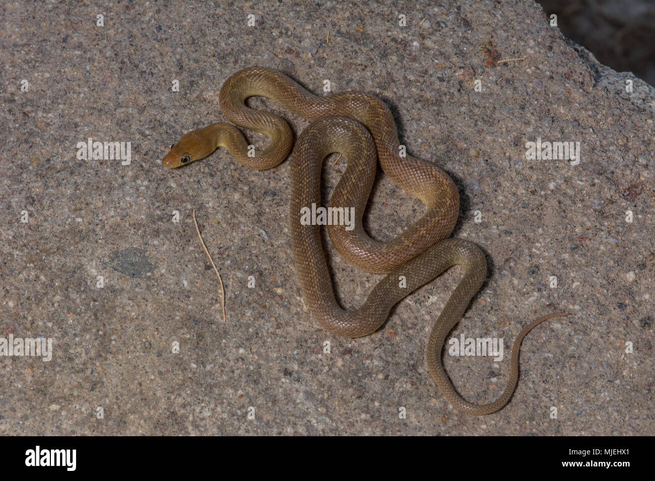 Baja California Ratsnake (Bogertophis rosaliae) from Baja California ...