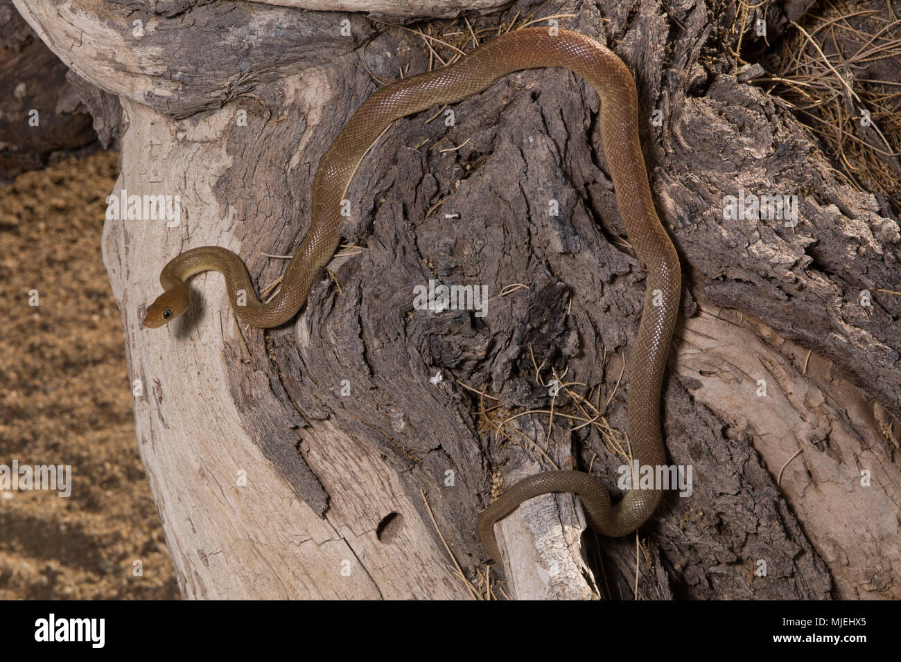Baja California Ratsnake (Bogertophis rosaliae) from Baja California ...
