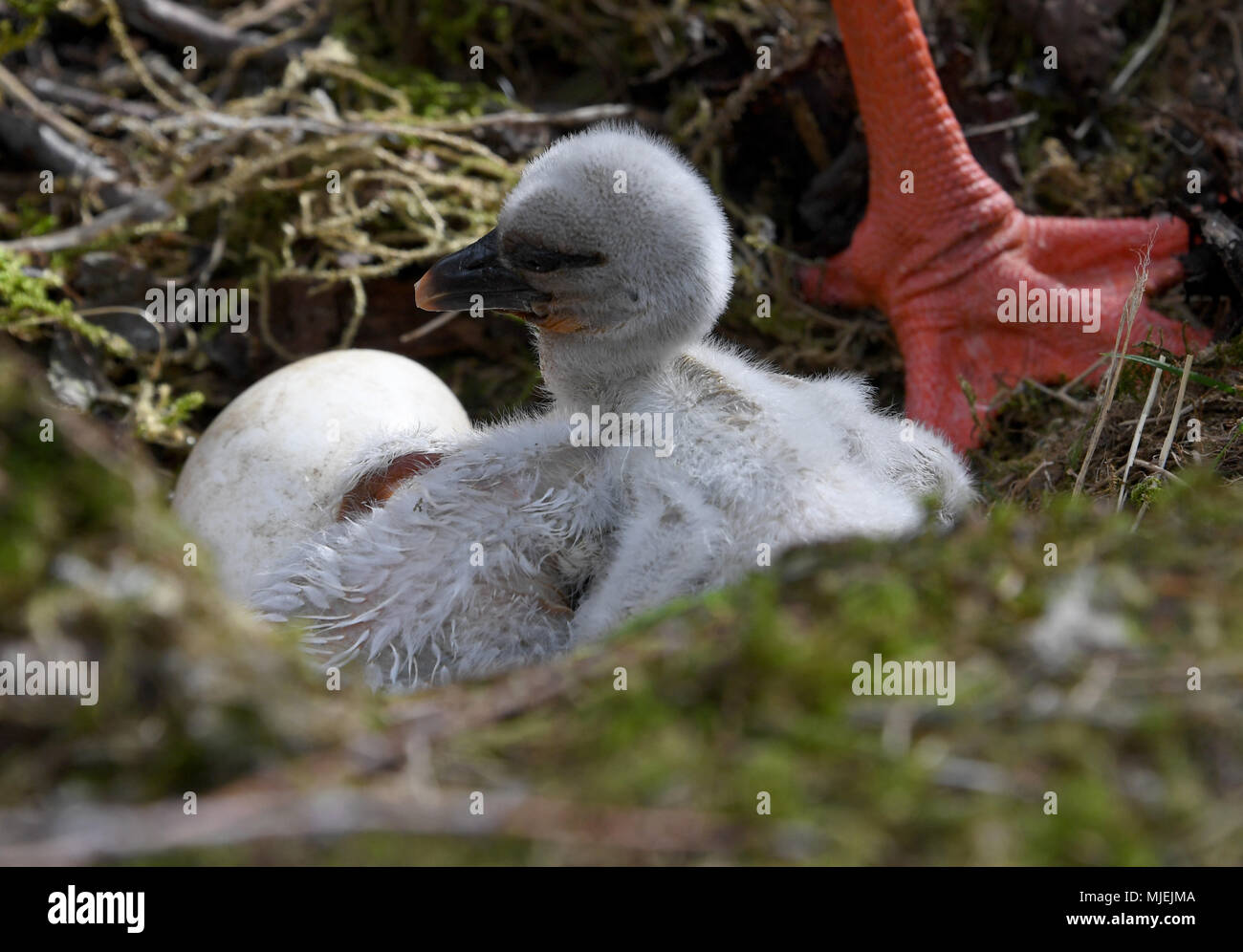 04 May 2018, Germany, Grossenaspe: A stork baby that hatched only a ...