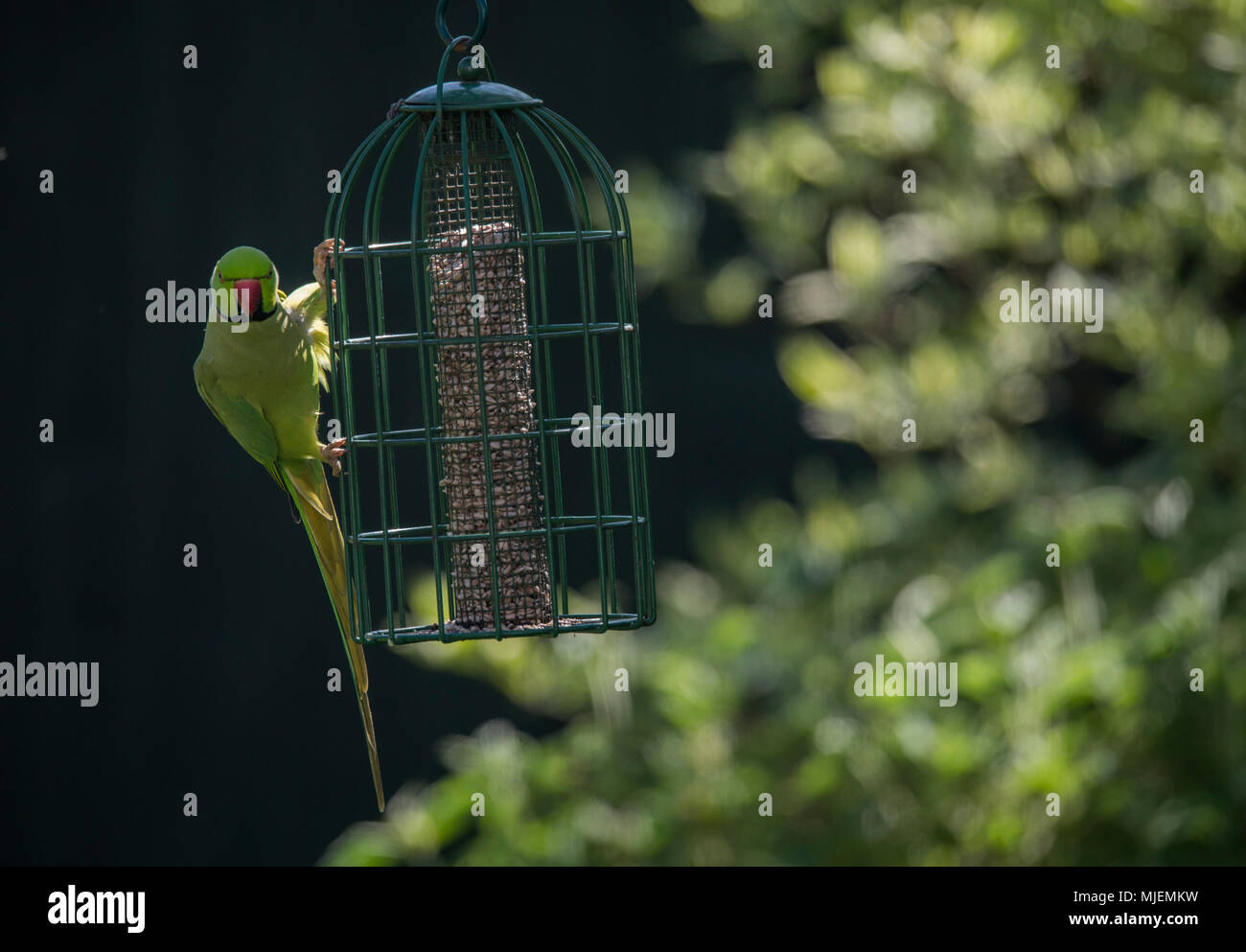 London parrots hi-res stock photography and images - Alamy