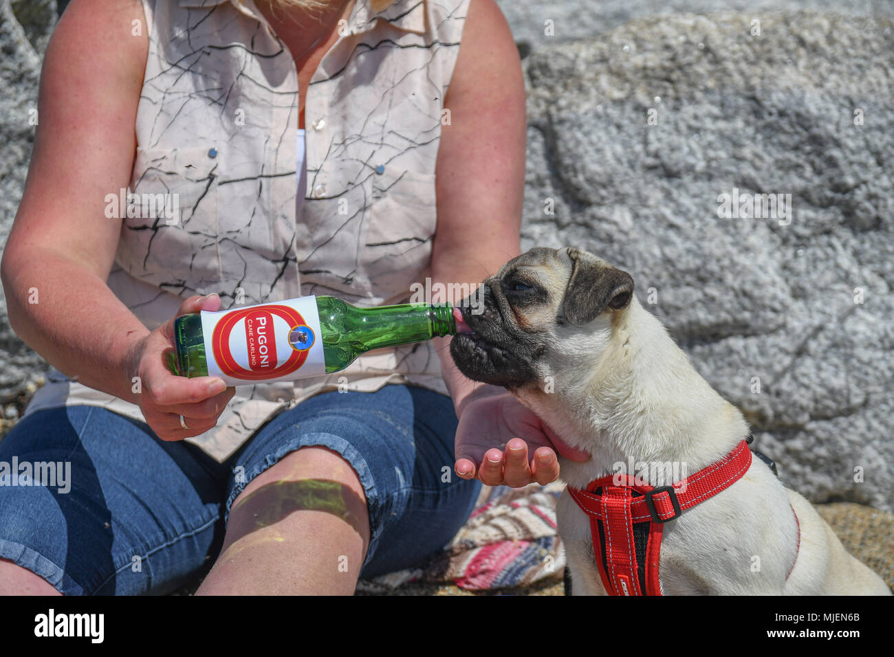 Pug With Alcohol