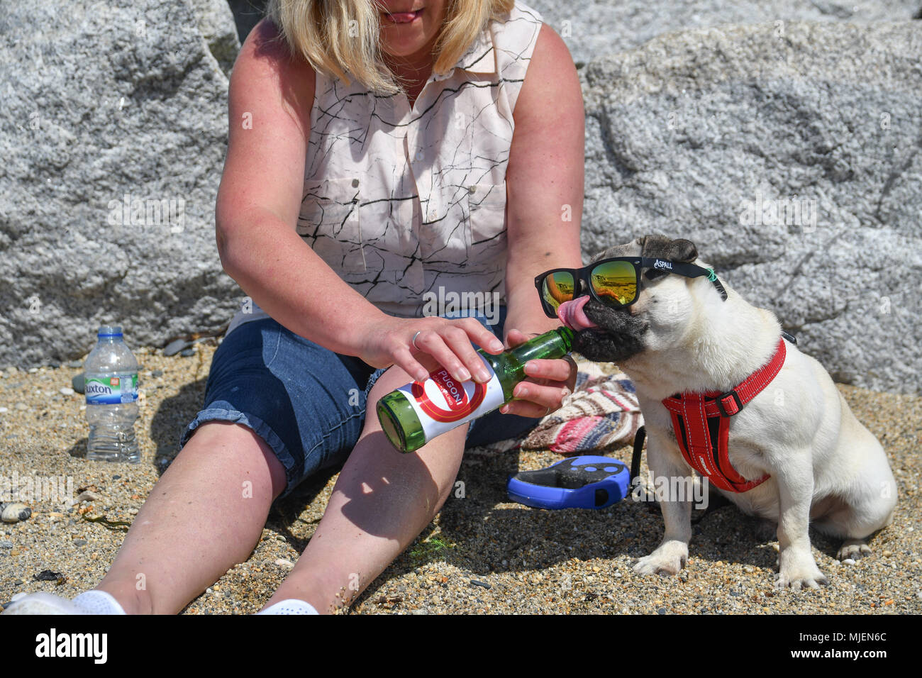 Titan the pug puppy sitting on a hot beach wearing sunglasses drinking ...