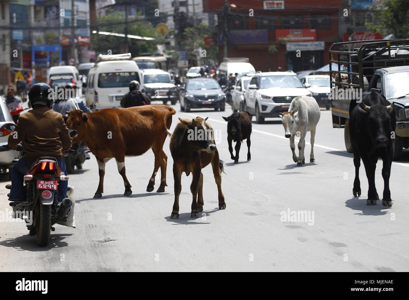 Cows wander the streets hi-res stock photography and images - Alamy