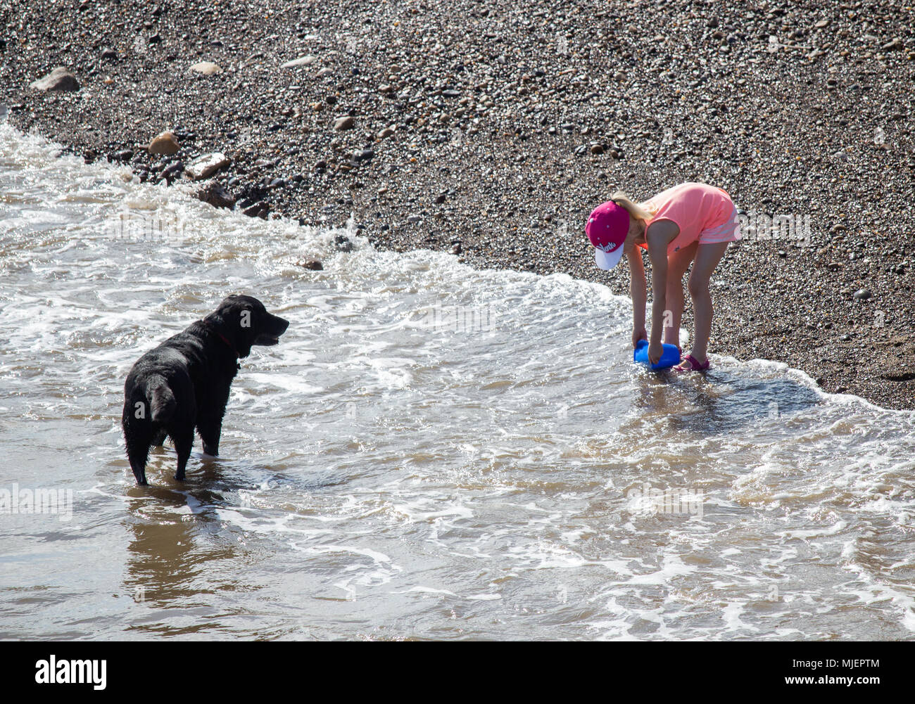 Dog walker/walkers walking on beach. UK Stock Photo - Alamy