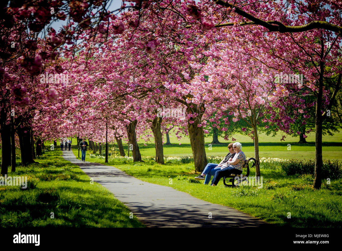 Cherry blossom harrogate stray hi-res stock photography and images - Alamy