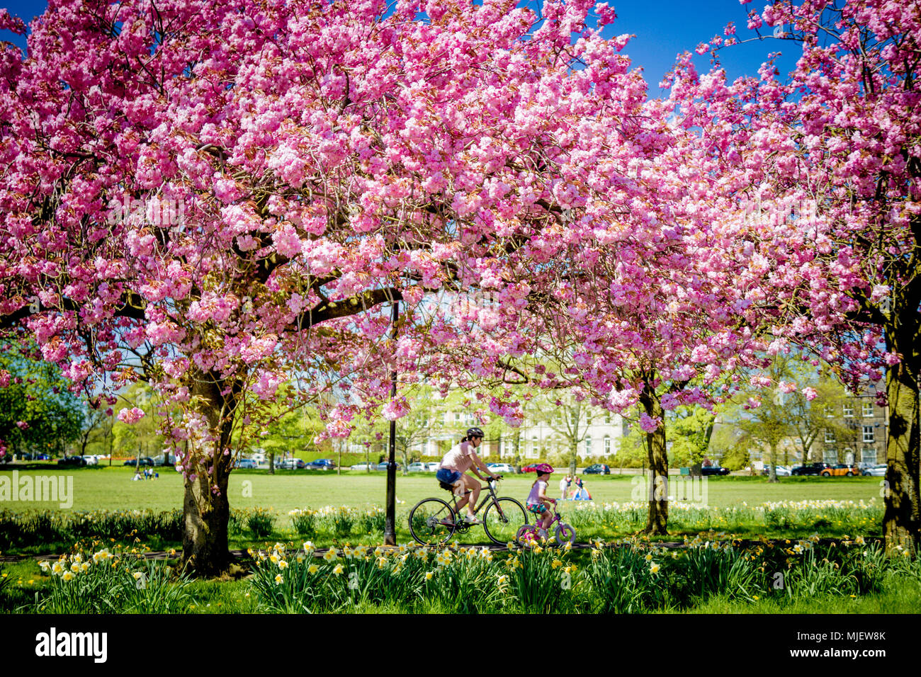 Trees on stray harrogate in hi-res stock photography and images - Alamy