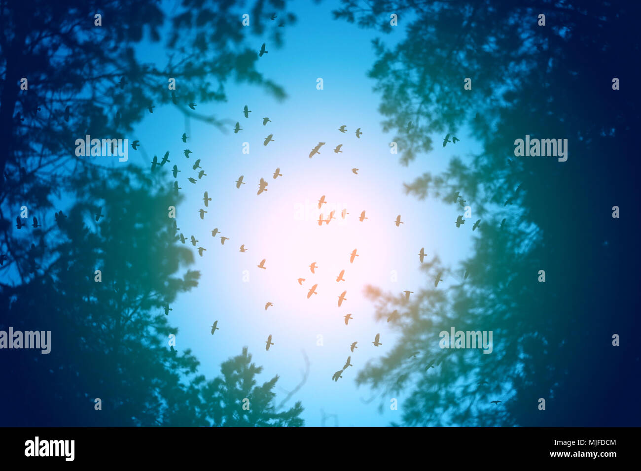 Dispersed by birds hi-res stock photography and images - Alamy