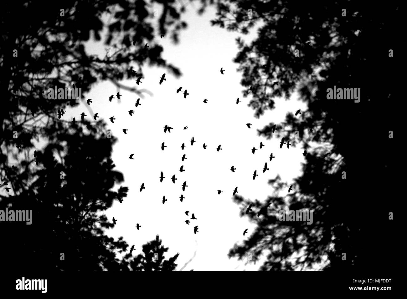 Dispersed by birds Black and White Stock Photos & Images - Alamy