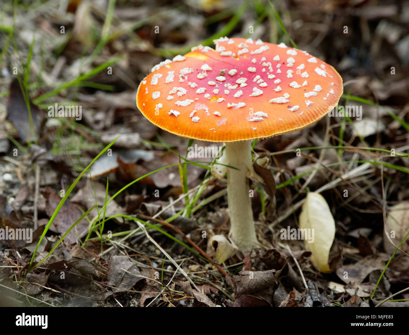 Big toadstool hi-res stock photography and images - Alamy
