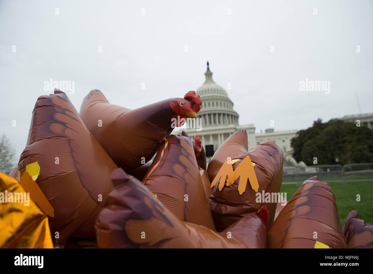 Inflatable chickens wait for distribution in front of the U.S. Capitol ...