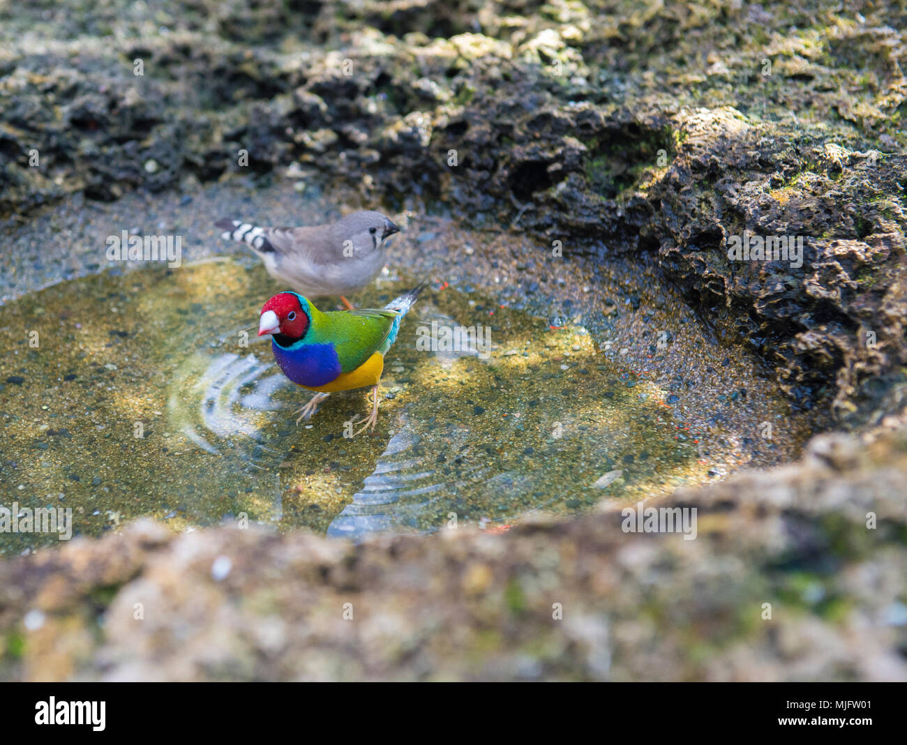 Queen drinking water hi-res stock photography and images - Alamy