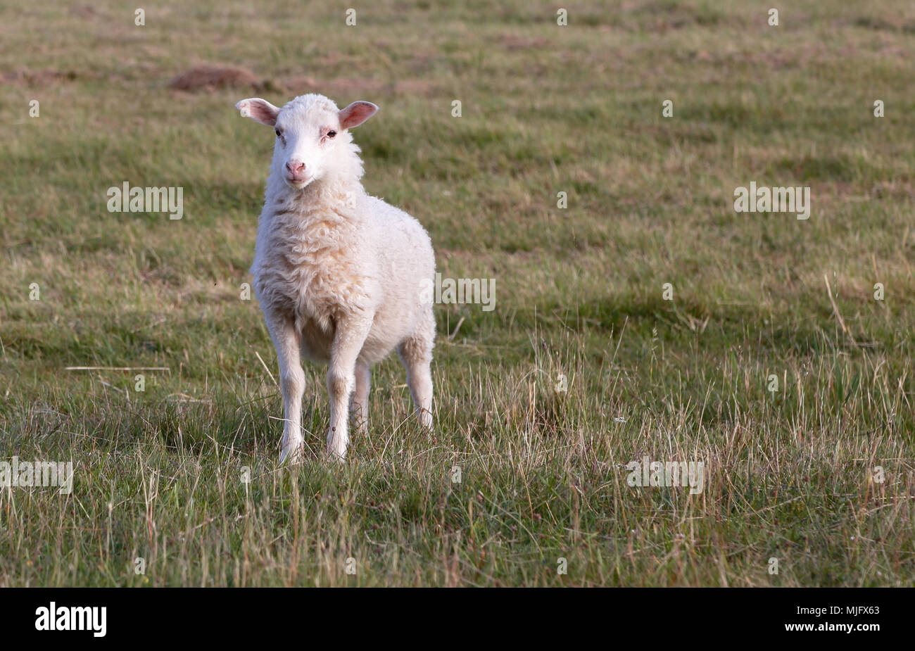 One white lamb outdoors Stock Photo - Alamy