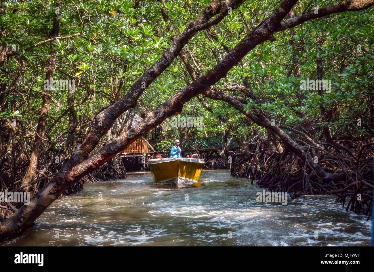 Limestone cave natural rock formations close up view at Baratang island ...