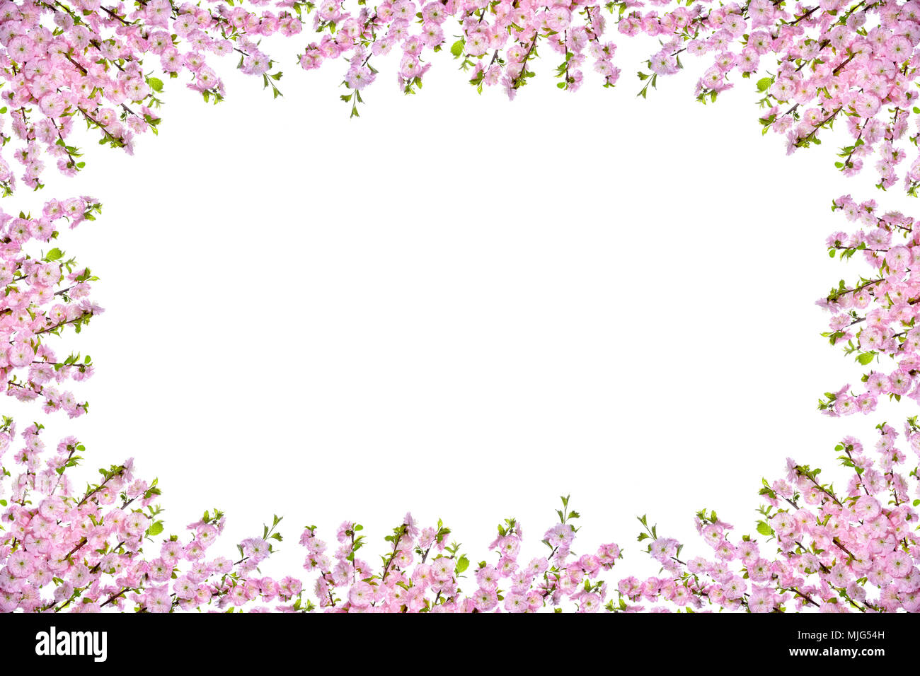 Frame with blooming almond twigs on a white background Stock Photo - Alamy