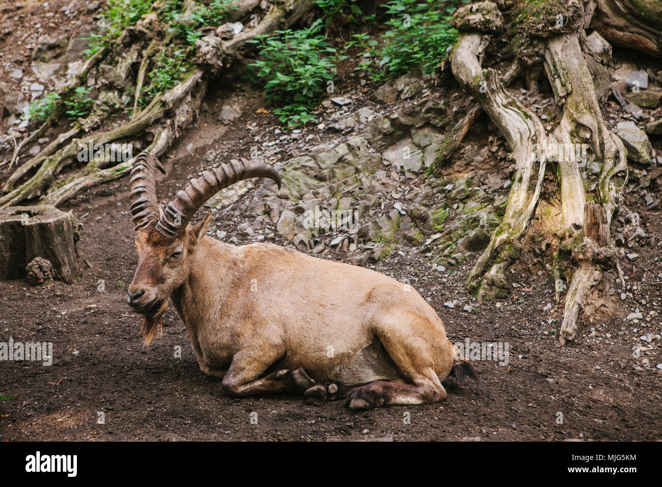 The Caucasian mountain goat with huge horns in a natural habitat lies ...