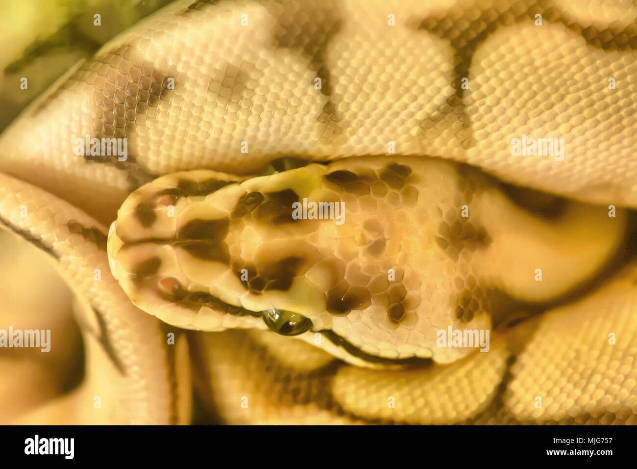Burmese python is curled up. Its pet tame Stock Photo - Alamy