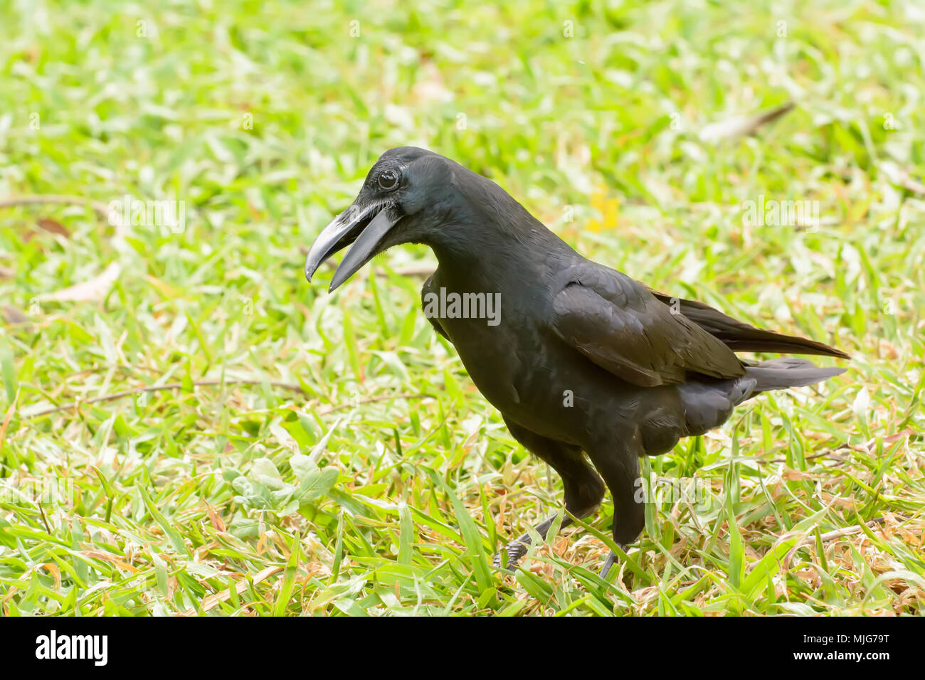 City nature crow urban birds tree animal urban birds hi-res stock ...