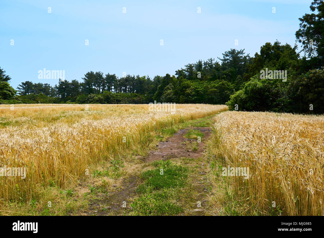 Golden barley field trees hi-res stock photography and images - Alamy