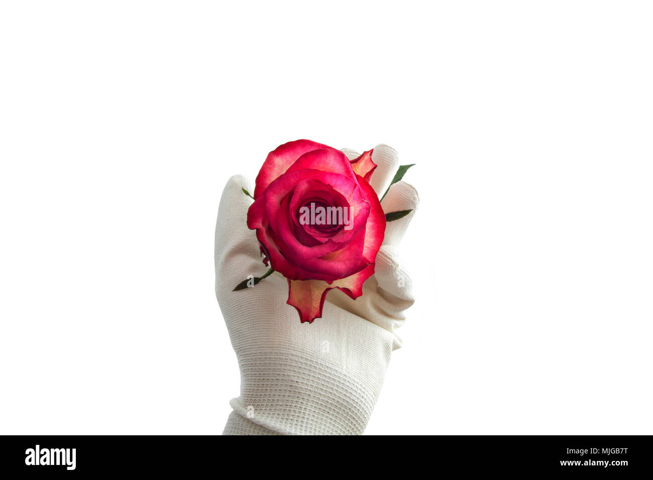 Hand holding a perfect rose isolated over white Stock Photo - Alamy