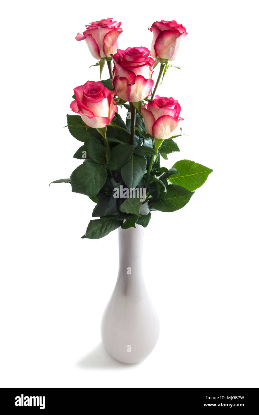 Five roses in white vase isolated over white Stock Photo - Alamy