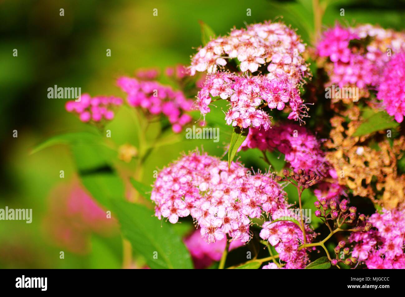 Grandtully hi-res stock photography and images - Alamy