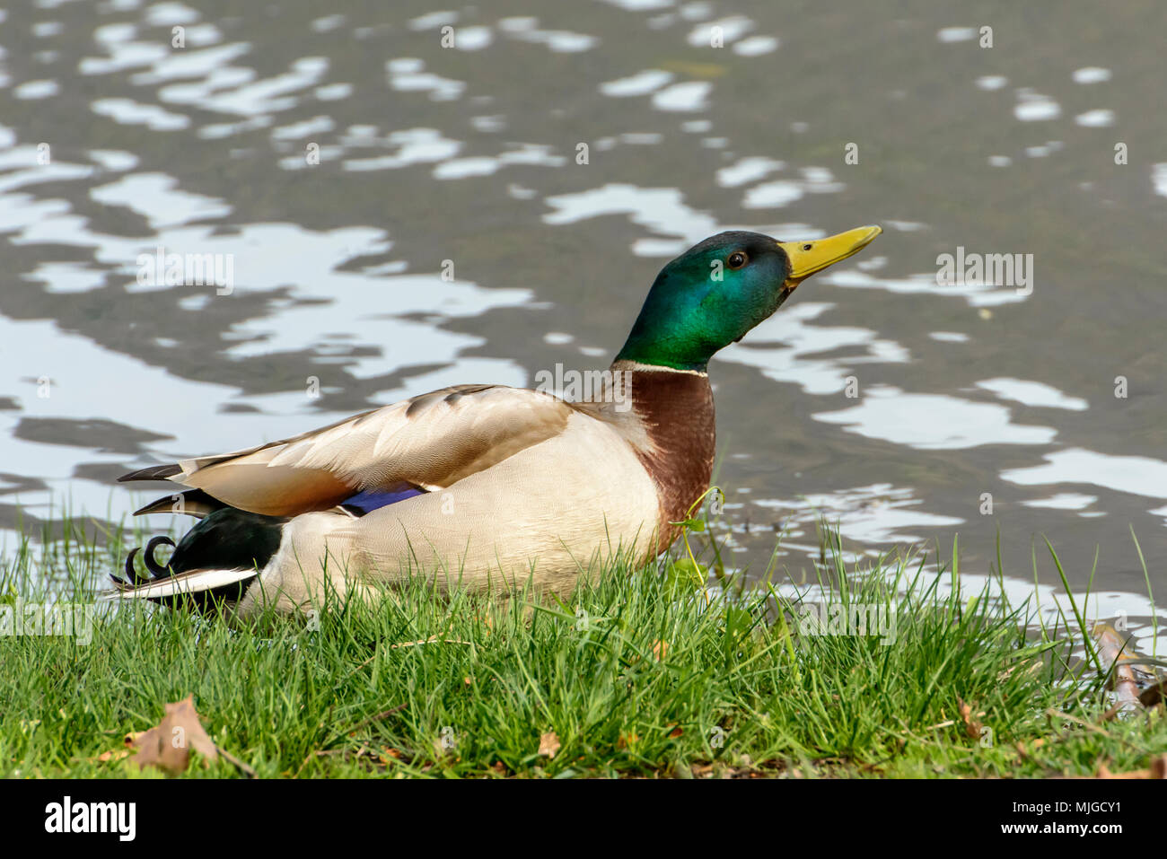Male mallard in the sun hi-res stock photography and images - Alamy