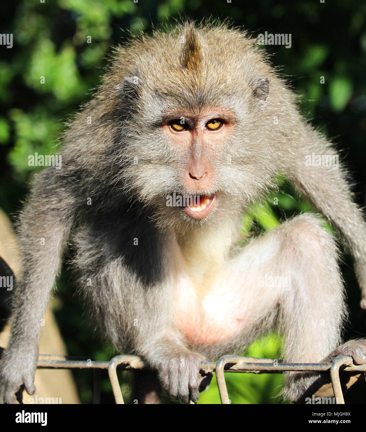 An angry looking male macaque monkey sitting on a fence in Ubud, Bali ...