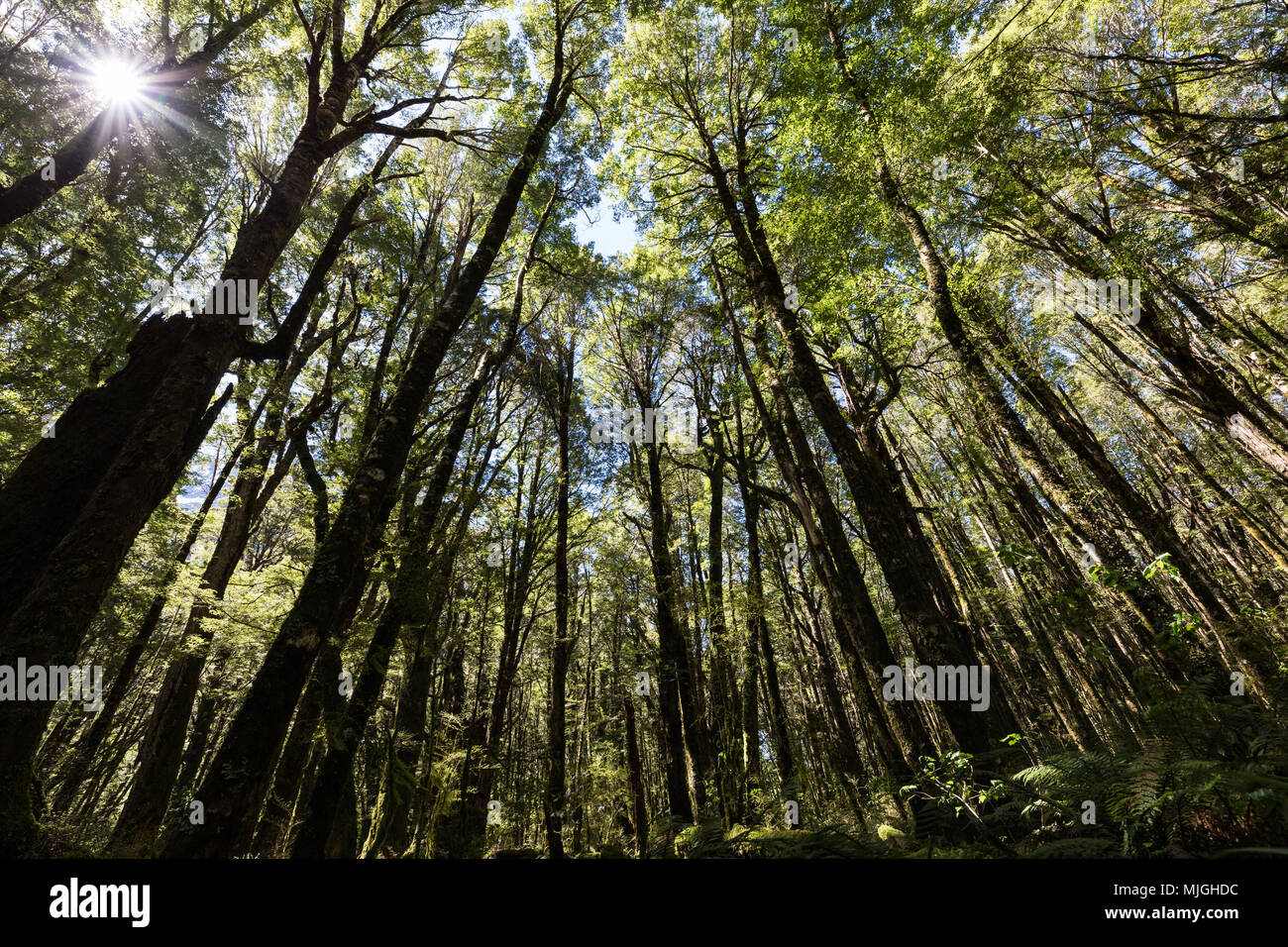 Looking up into the trees of a red beech red beech (Nothofagus fusca ...