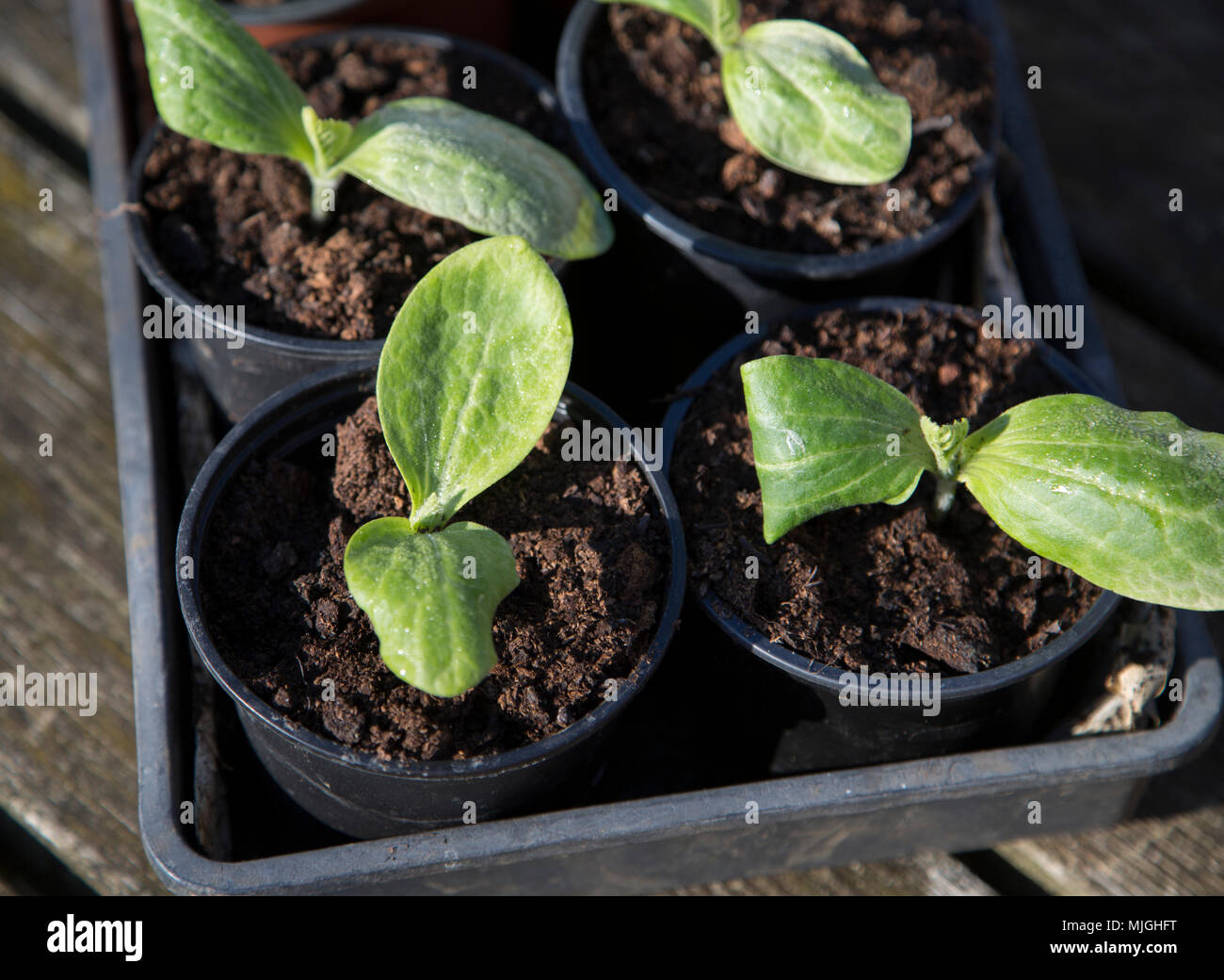 Zucchini seedlings hi-res stock photography and images - Alamy