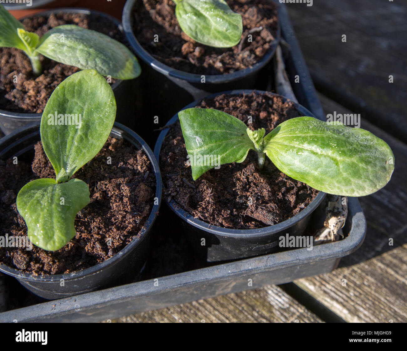 Courgette zucchini seedlings growing in pots Stock Photo - Alamy