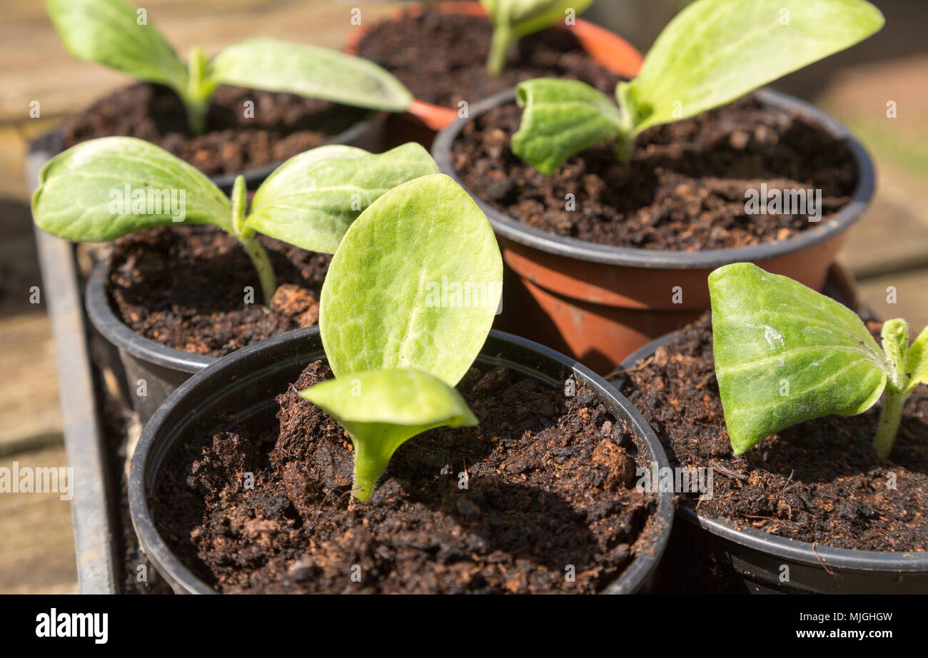 Courgette zucchini seedlings growing in pots Stock Photo - Alamy