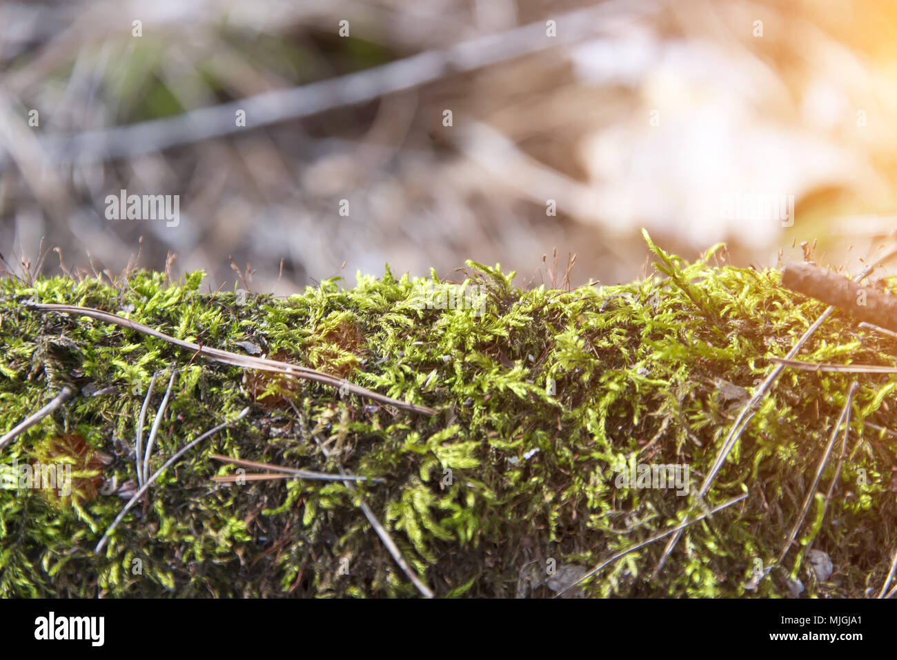 green moss on a tree in the forest, to determine the sides of light and ...