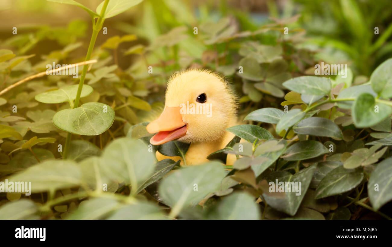 Baby Duck in The Garden Outdoors Stock Photo - Alamy
