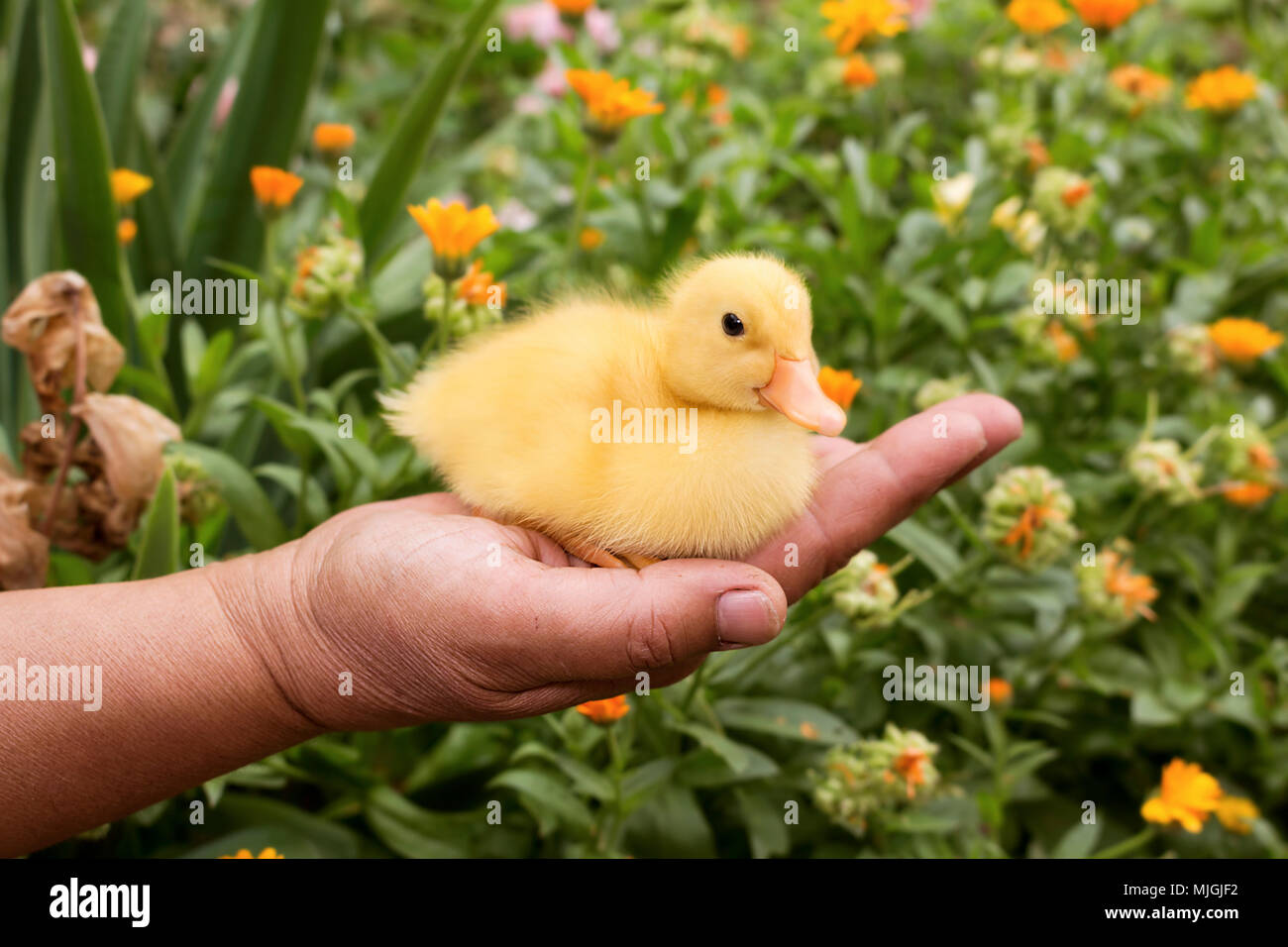 Baby Duck Held in Womans Hand in The Garden Stock Photo - Alamy