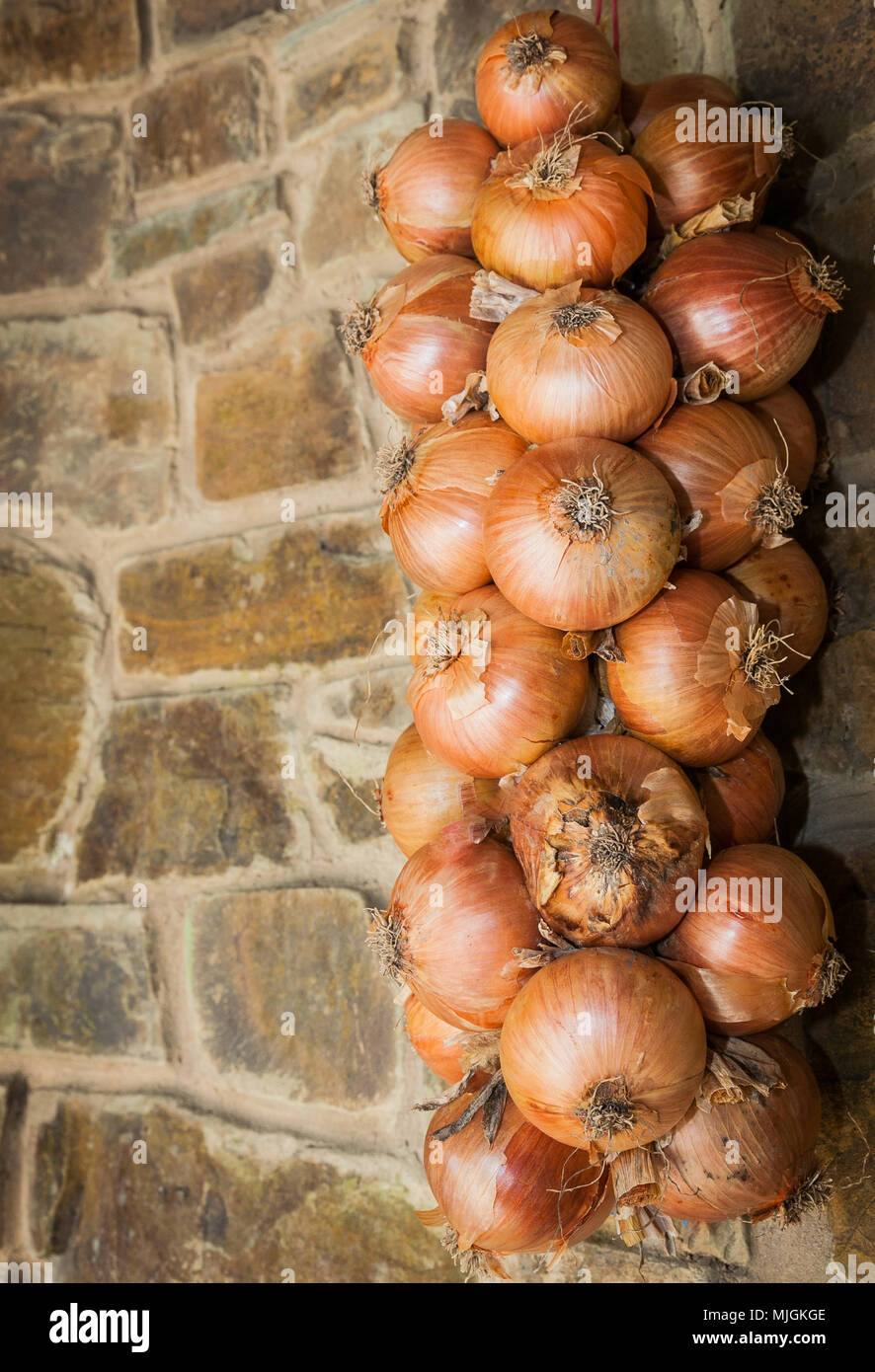 String of onions hi-res stock photography and images - Alamy