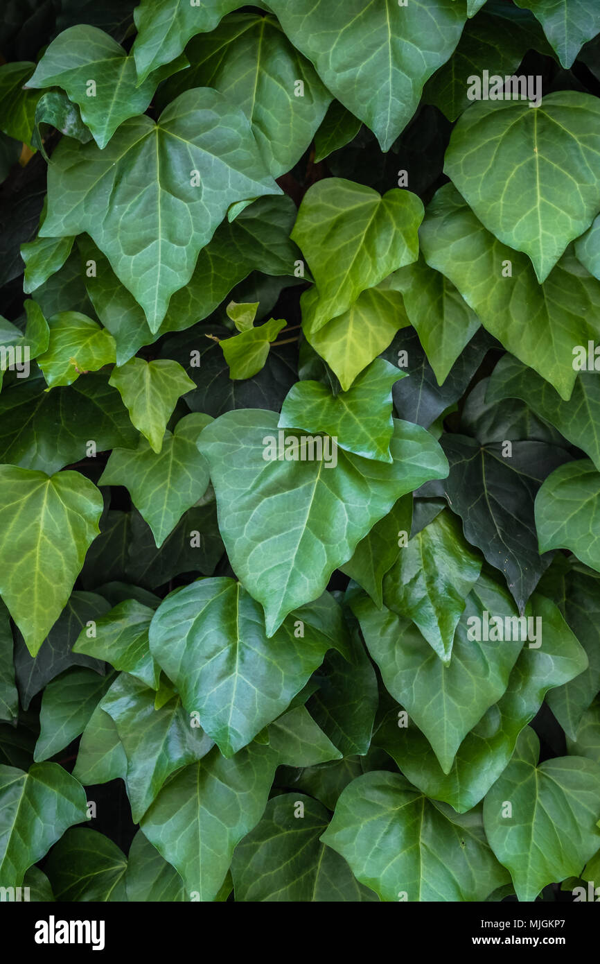 Overlapping vine hi-res stock photography and images - Alamy