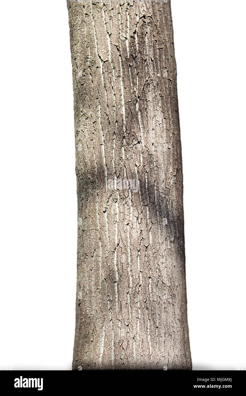 Tree Trunk Isolated On White Background Stock Photo - Alamy