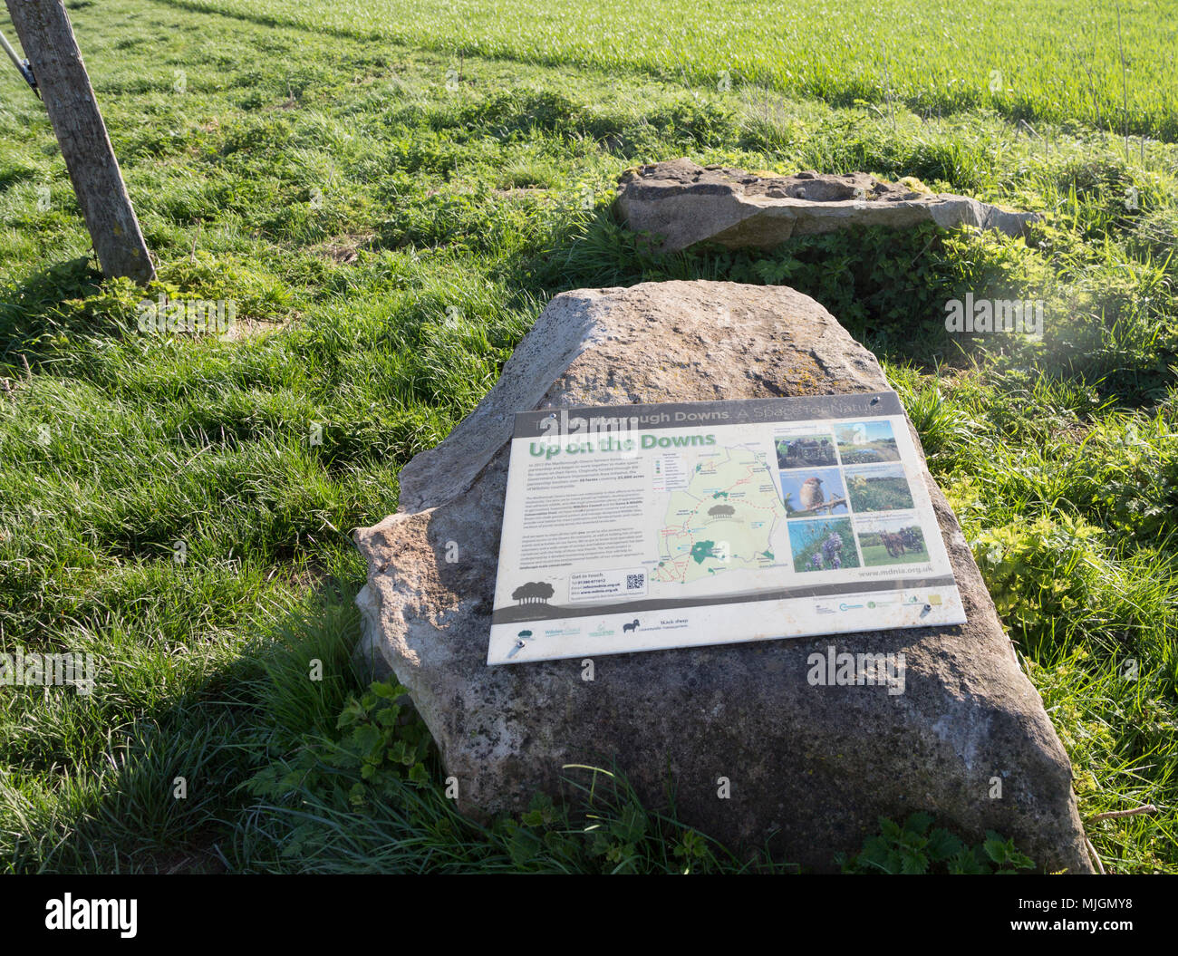 Information panel about Marlborough downs chalk landscape, Hackpen Hill ...